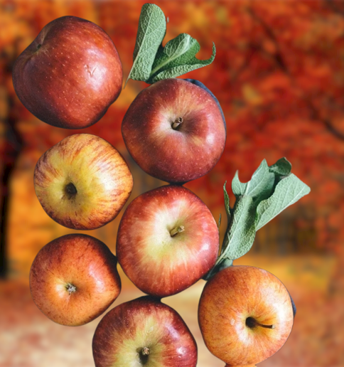 Apple sage fragrance oil – wnbm smelz good