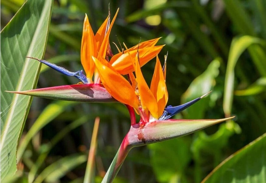 Birds of paradise fragrance oil – wnbm smelz good